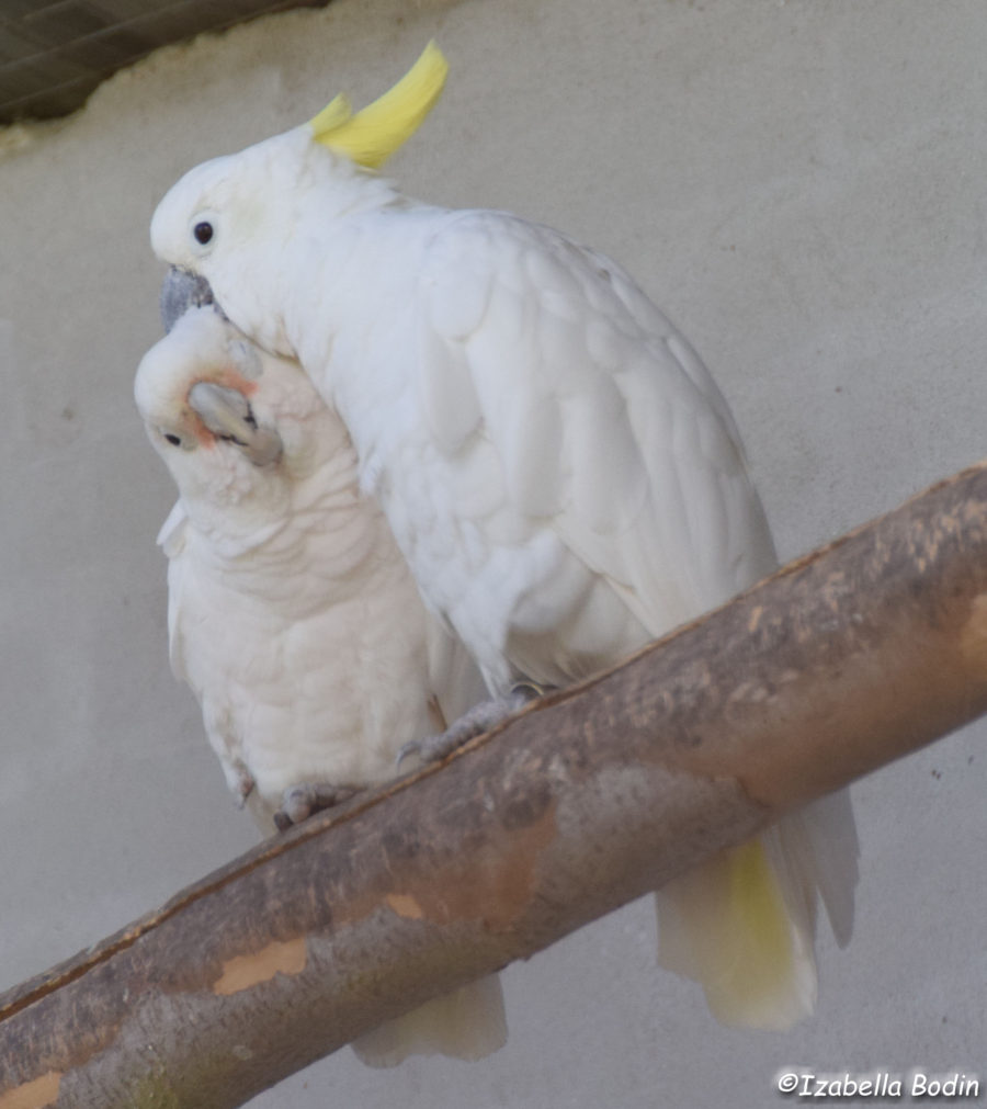Cacatua – Encyclopedia of Parrots