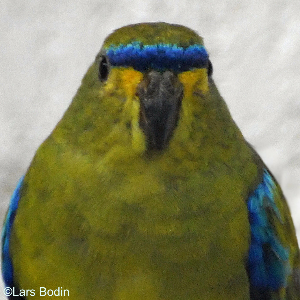 Neophema – Encyclopedia of Parrots