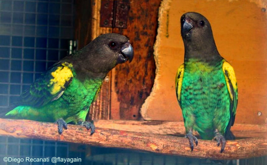 Poicephalus meyeri – Meyer’s Parrot – Encyclopedia of Parrots