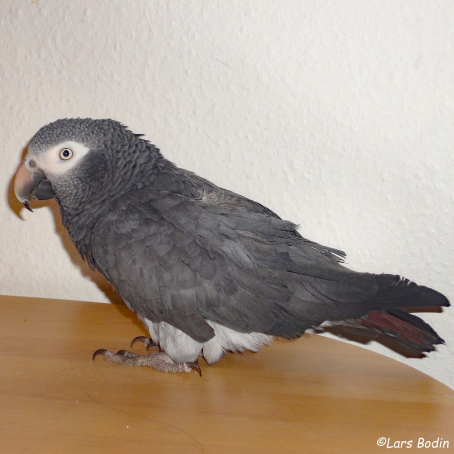 Psittacus – Encyclopedia of Parrots