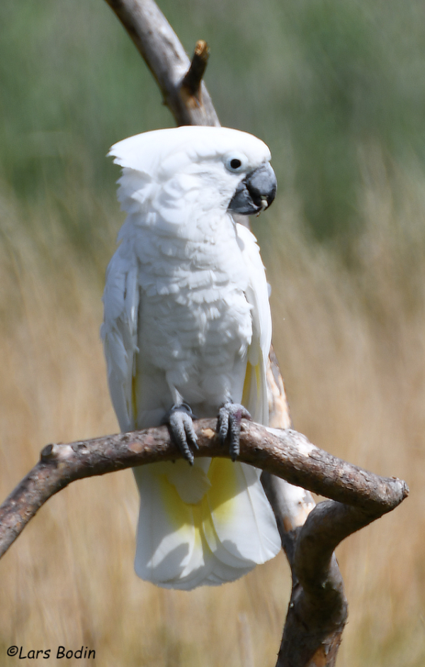 Cacatua alba – White Cockatoo – Encyclopedia of Parrots