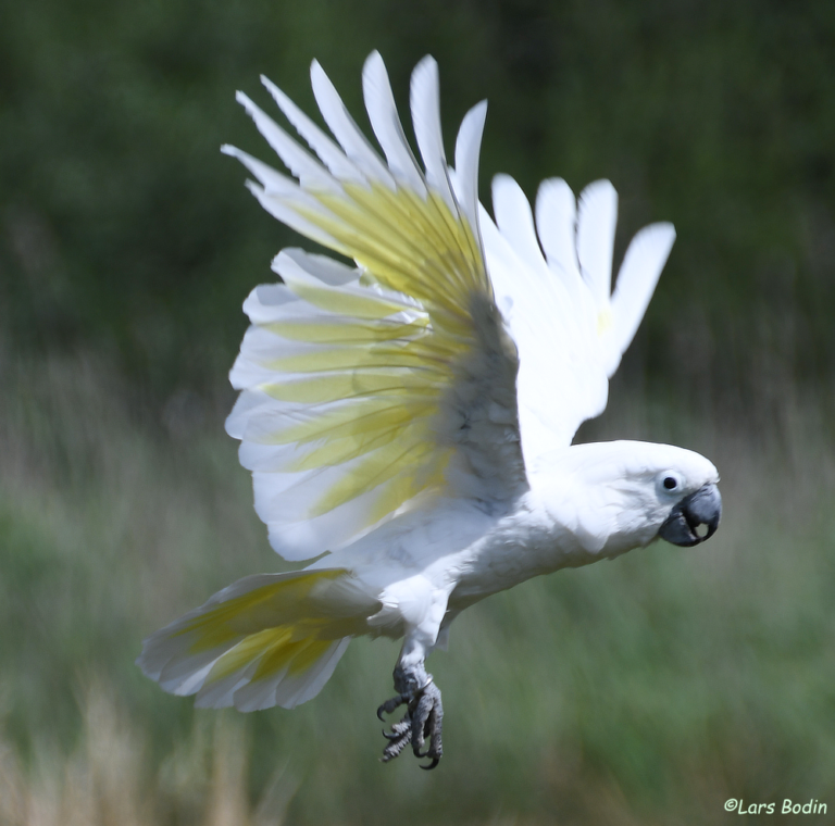 Cacatua alba – White Cockatoo – Encyclopedia of Parrots