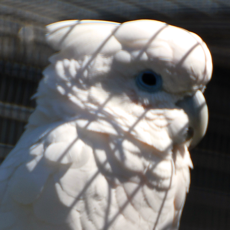 Cacatua ducorpsii – Solomons Cockatoo – Encyclopedia of Parrots