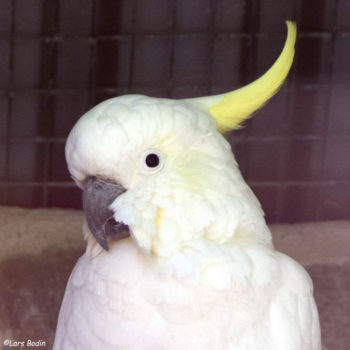 Cacatua – Encyclopedia of Parrots