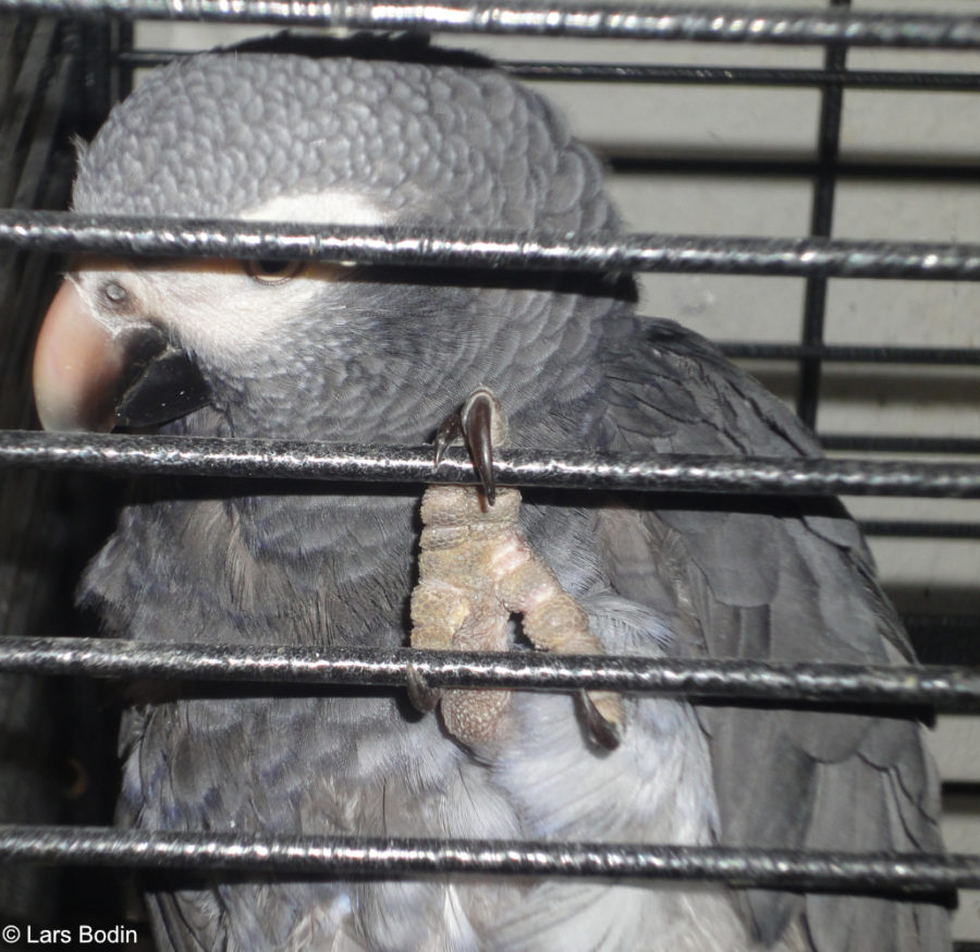 How to trim the claws – Encyclopedia of Parrots