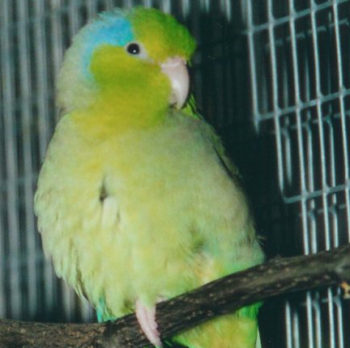Forpus – Encyclopedia of Parrots