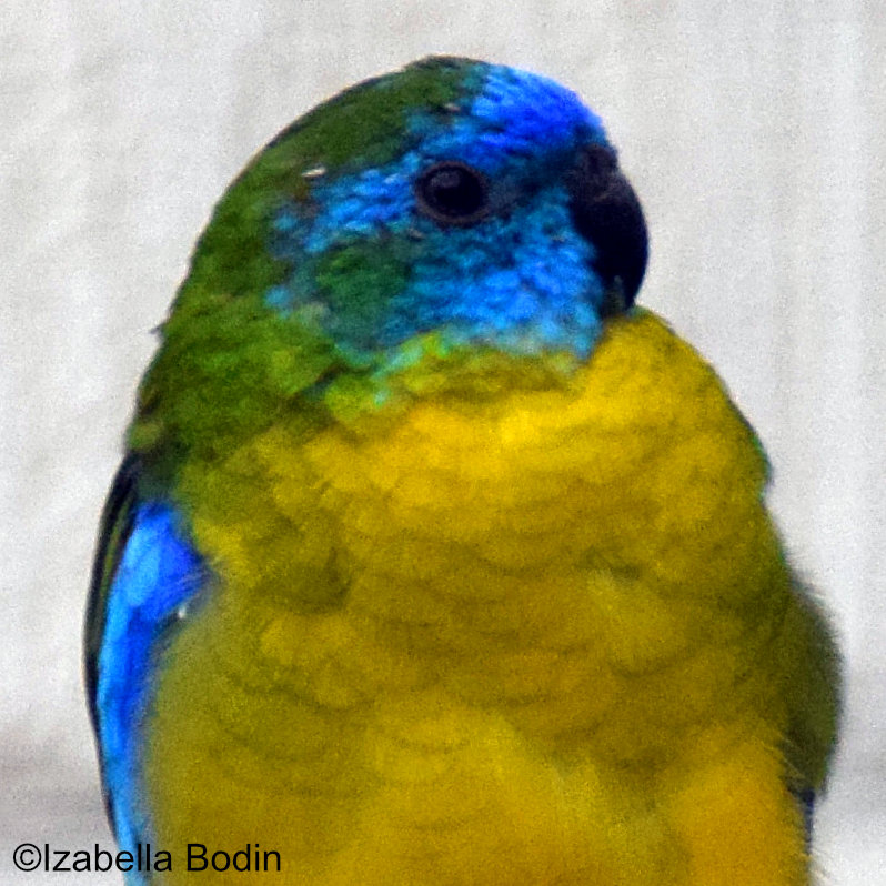 Neophema – Encyclopedia of Parrots