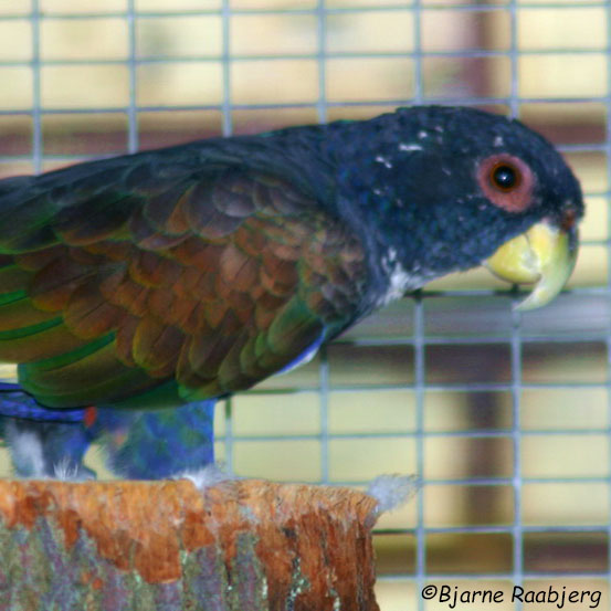 Pionus – Encyclopedia of Parrots