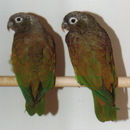 Pionus – Encyclopedia of Parrots