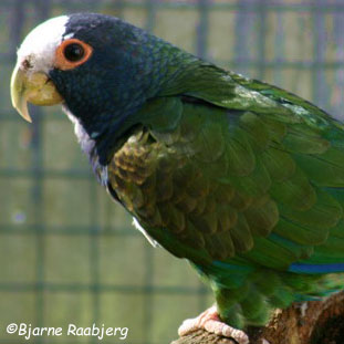 Pionus – Encyclopedia of Parrots