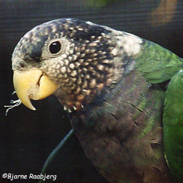 Pionus – Encyclopedia of Parrots