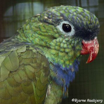 Pionus – Encyclopedia of Parrots