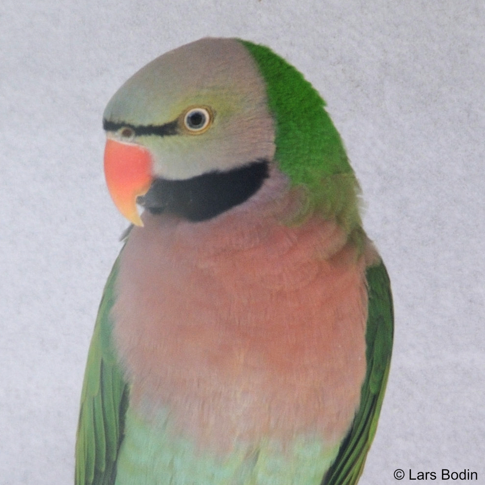 Psittacula – Encyclopedia of Parrots