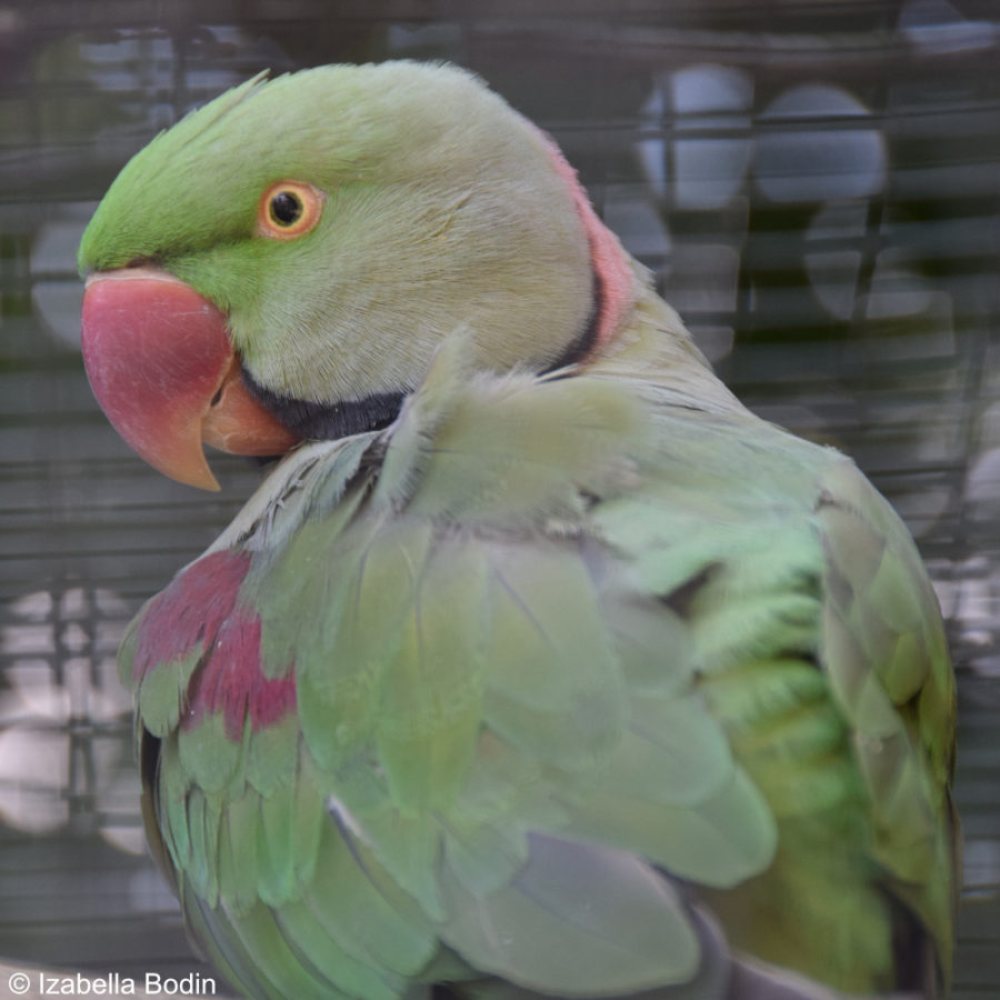 Psittacula – Encyclopedia of Parrots