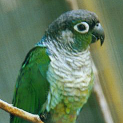 Pyrrhura – Encyclopedia of Parrots