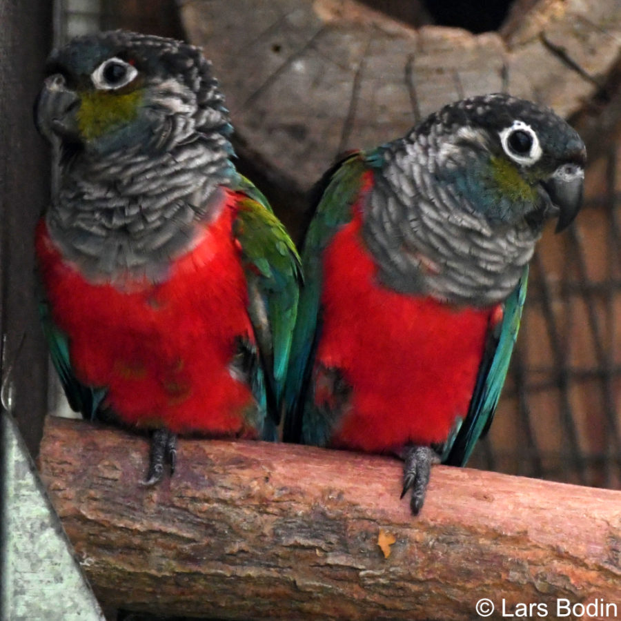 Pyrrhura – Encyclopedia of Parrots