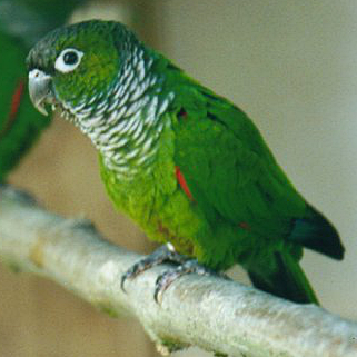 Pyrrhura – Encyclopedia of Parrots