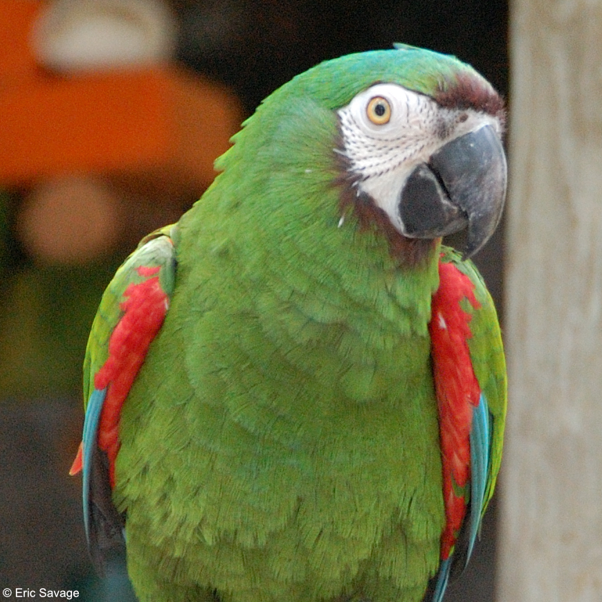 Ara – Encyclopedia of Parrots
