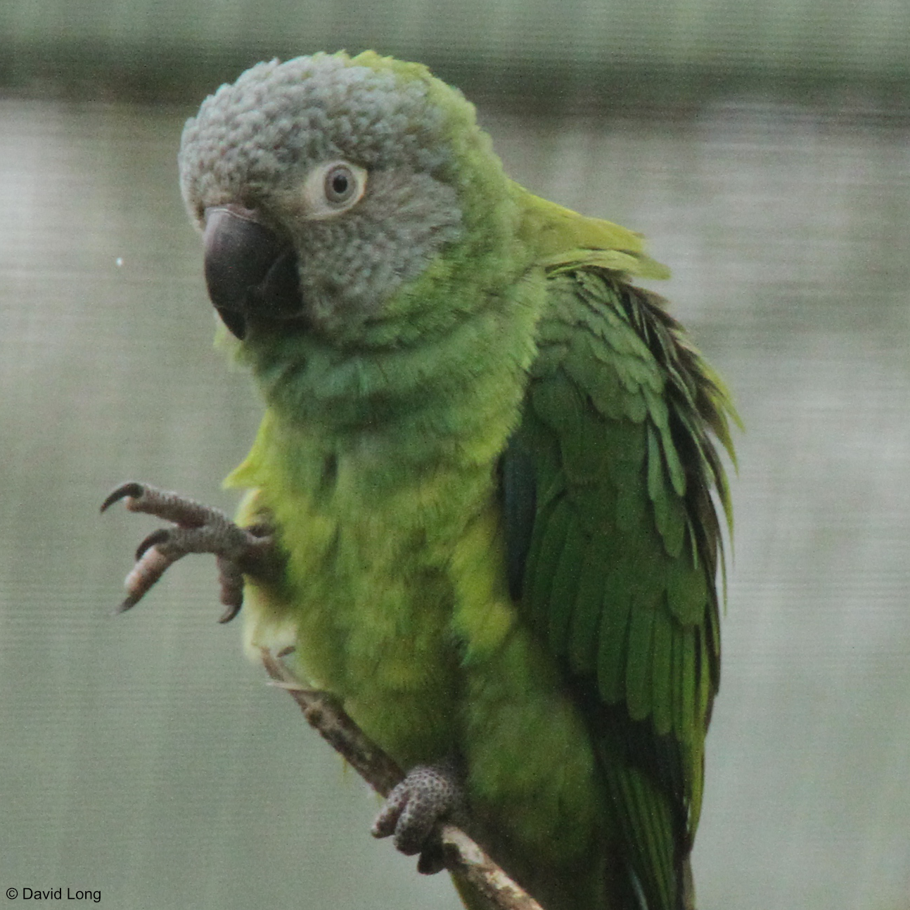 Aratinga – Encyclopedia of Parrots