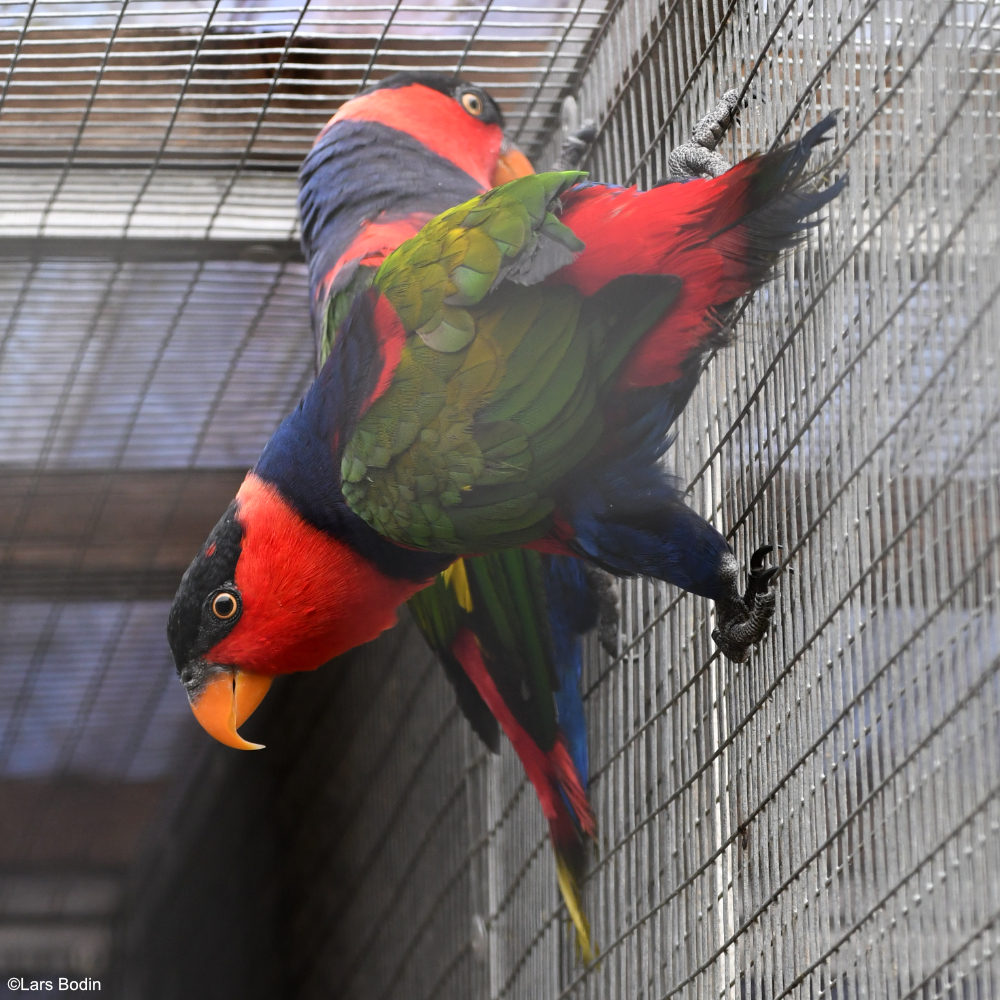 Lorius – Encyclopedia of Parrots