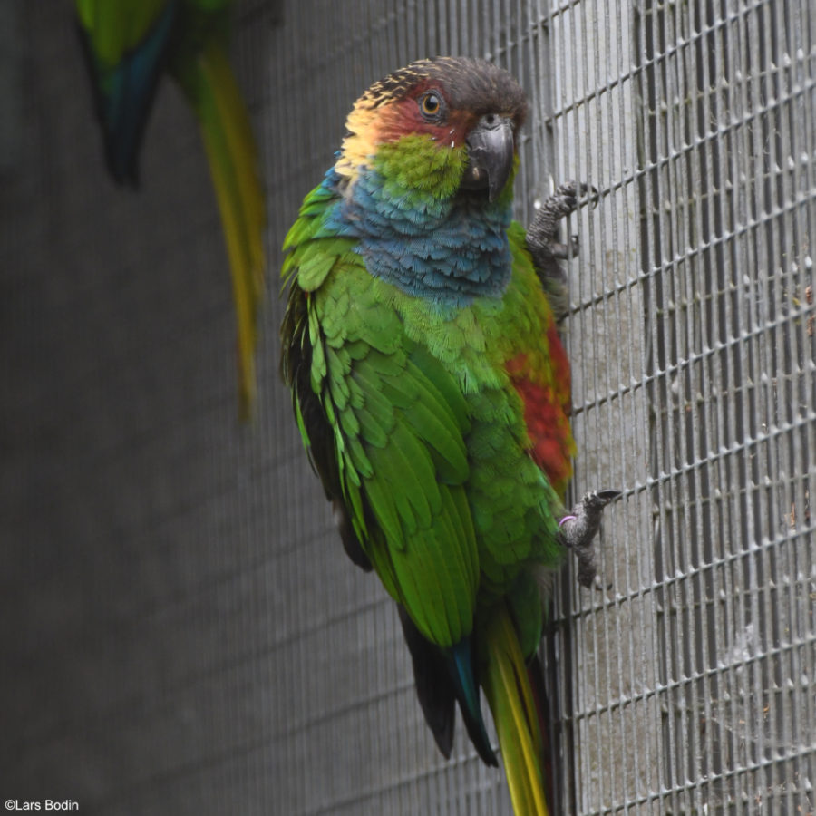 Pyrrhura – Encyclopedia of Parrots