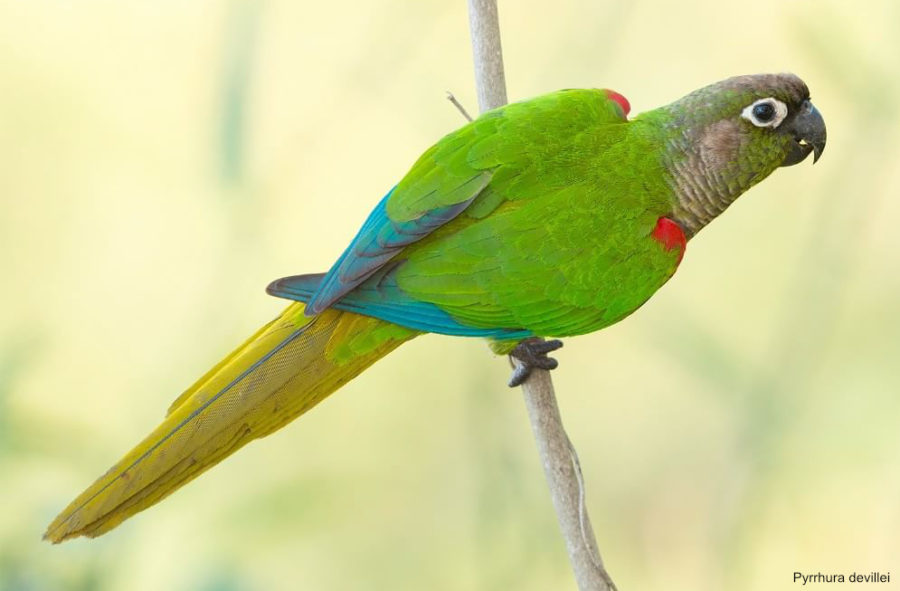 Pyrrhura devillei – Blaze-winged Parakeet – Encyclopedia of Parrots