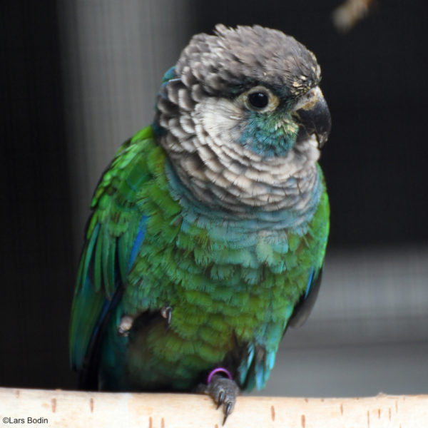 Pyrrhura – Encyclopedia of Parrots