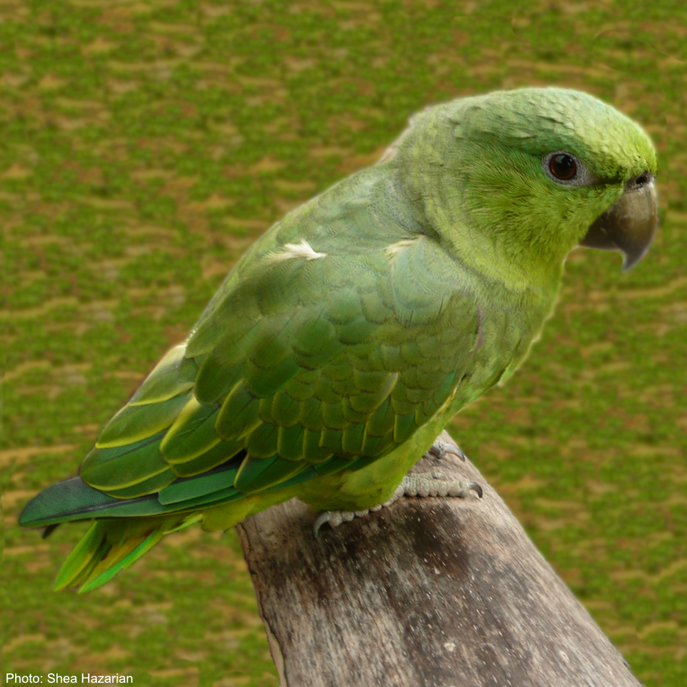 Graydidascalus – Encyclopedia of Parrots