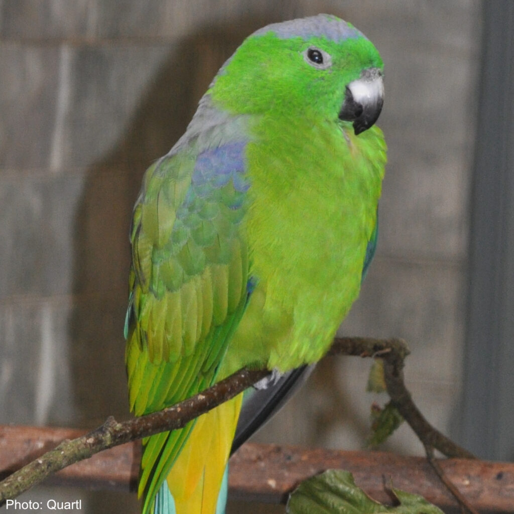Prioniturus – Encyclopedia of Parrots