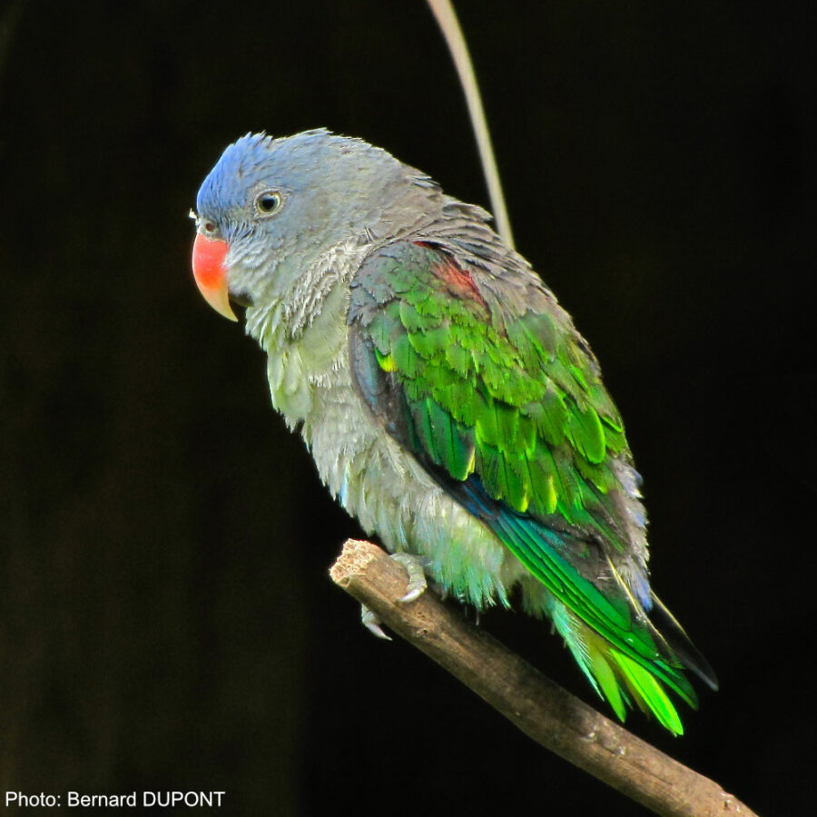 Psittinus – Encyclopedia of Parrots