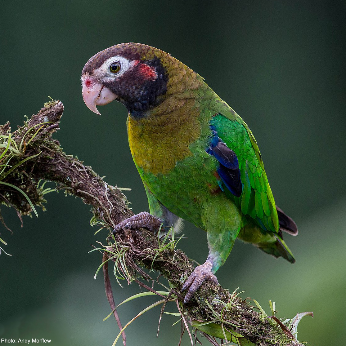 Pyrilia – Encyclopedia of Parrots
