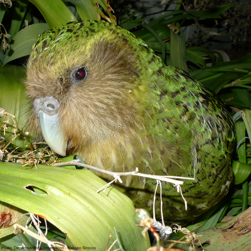 Strigops – Encyclopedia of Parrots