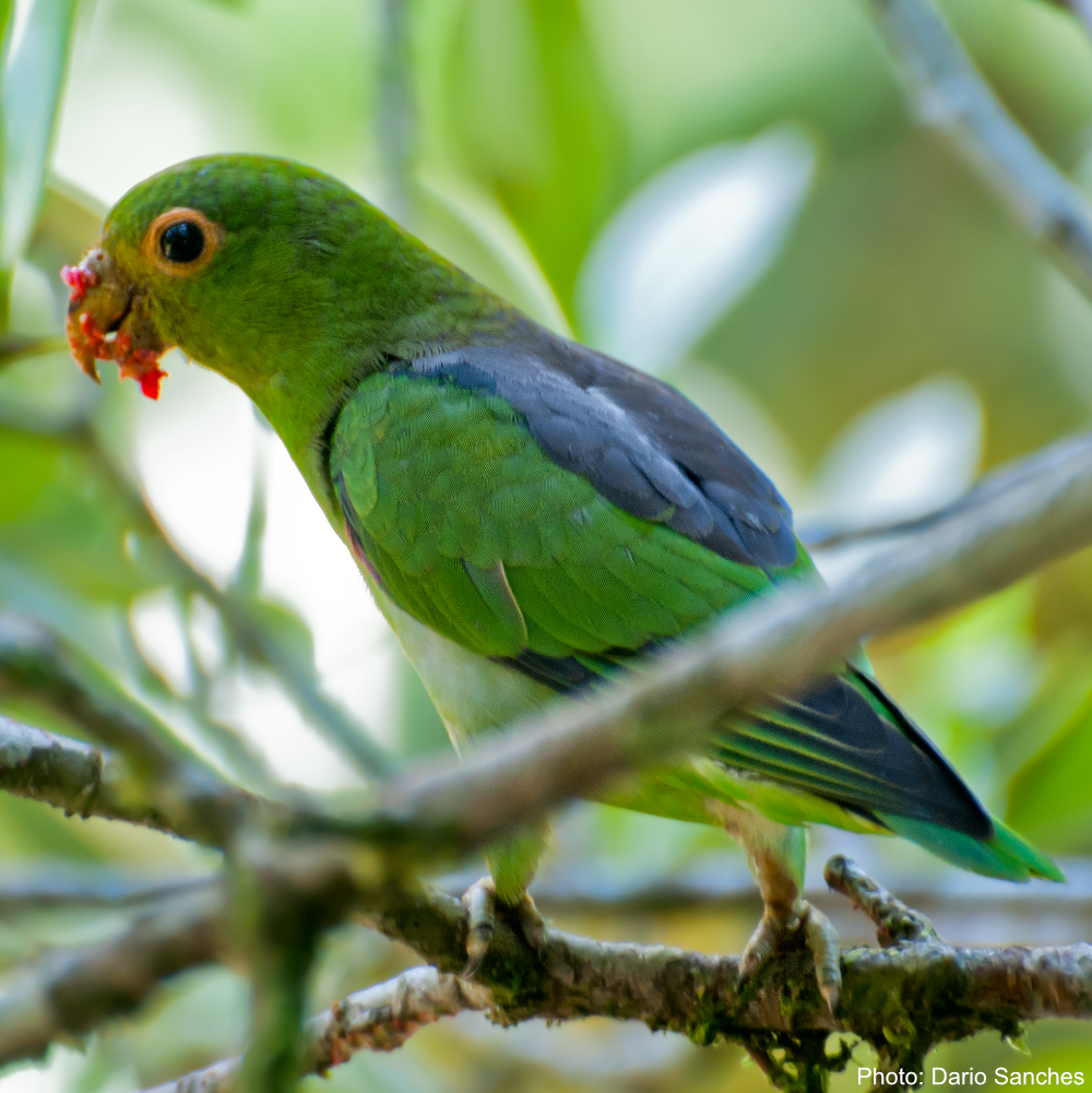 Touit – Encyclopedia of Parrots