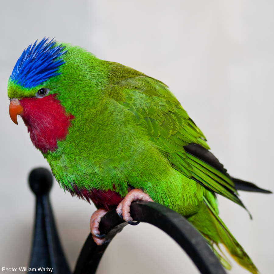 Vini – Encyclopedia of Parrots