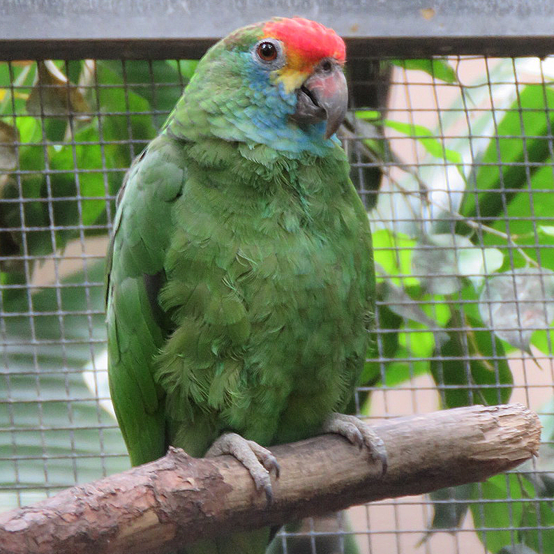 Amazona – Encyclopedia of Parrots