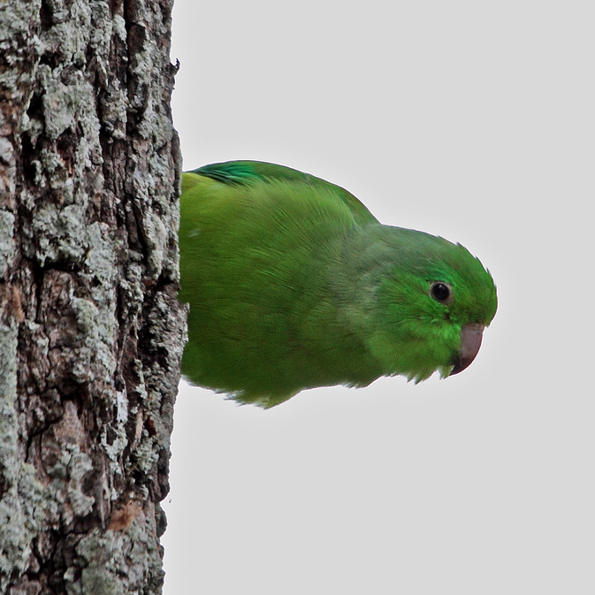 Forpus – Encyclopedia of Parrots