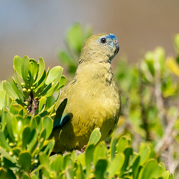 Neophema – Encyclopedia of Parrots