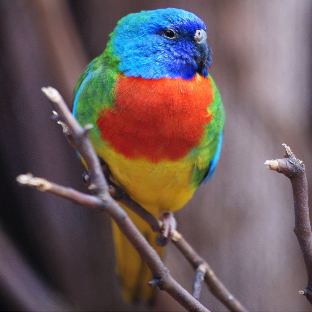 Neophema – Encyclopedia of Parrots