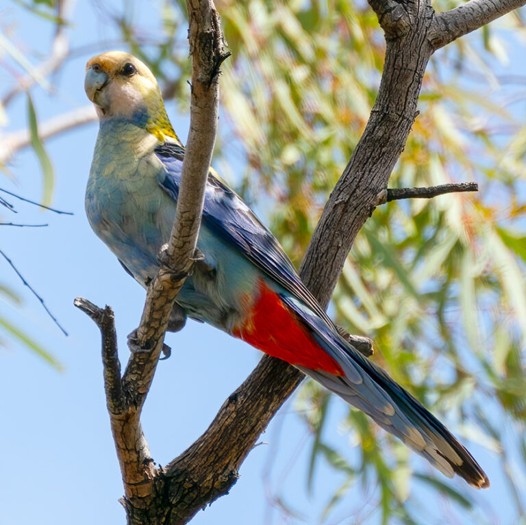 Platycercus – Encyclopedia of Parrots
