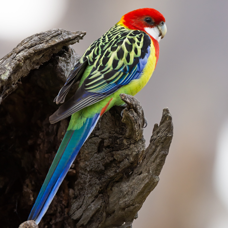 Platycercus – Encyclopedia of Parrots