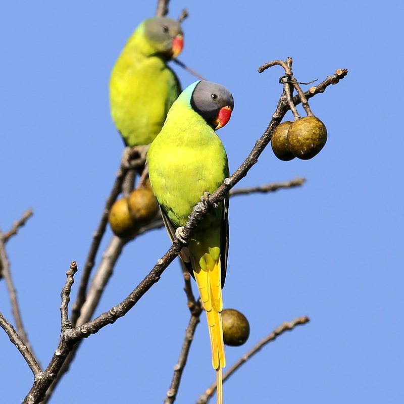 Psittacula – Encyclopedia of Parrots
