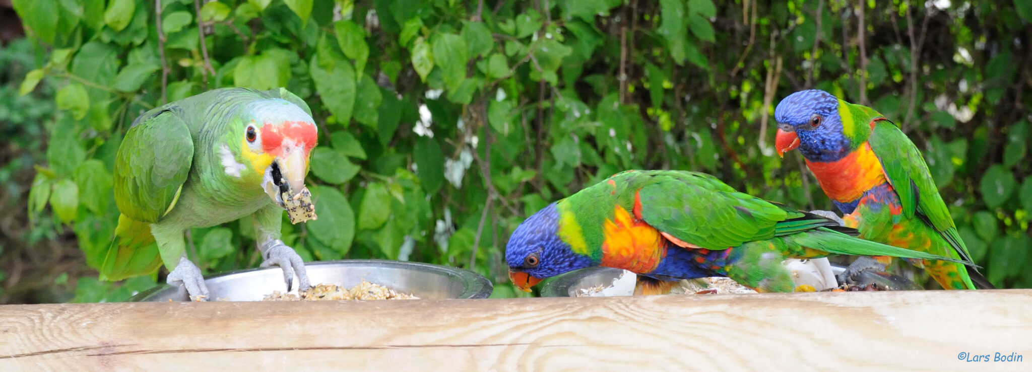 Encyclopedia of Parrots