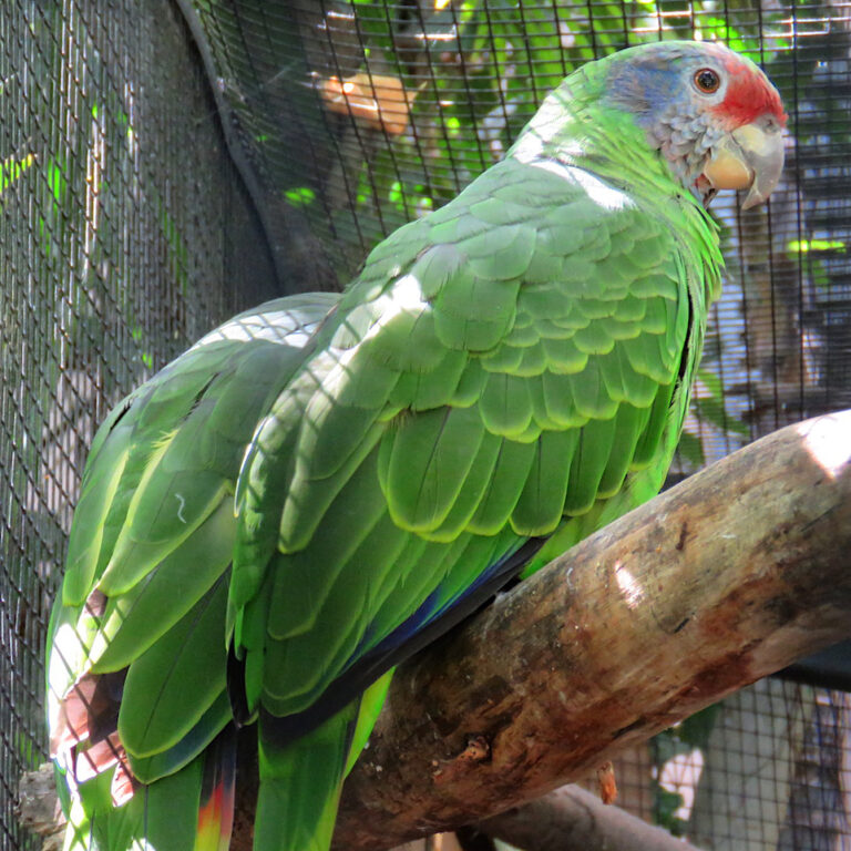 Amazona – Encyclopedia of Parrots