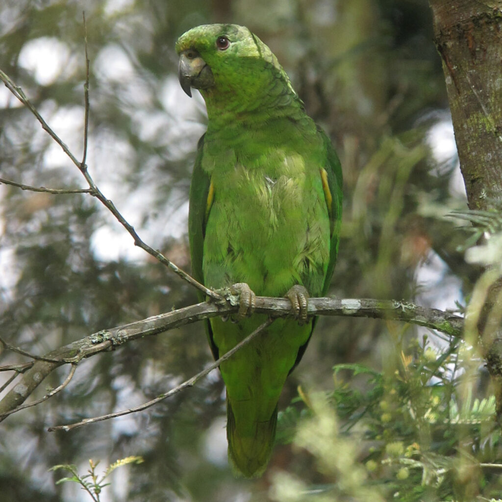 Amazona – Encyclopedia of Parrots