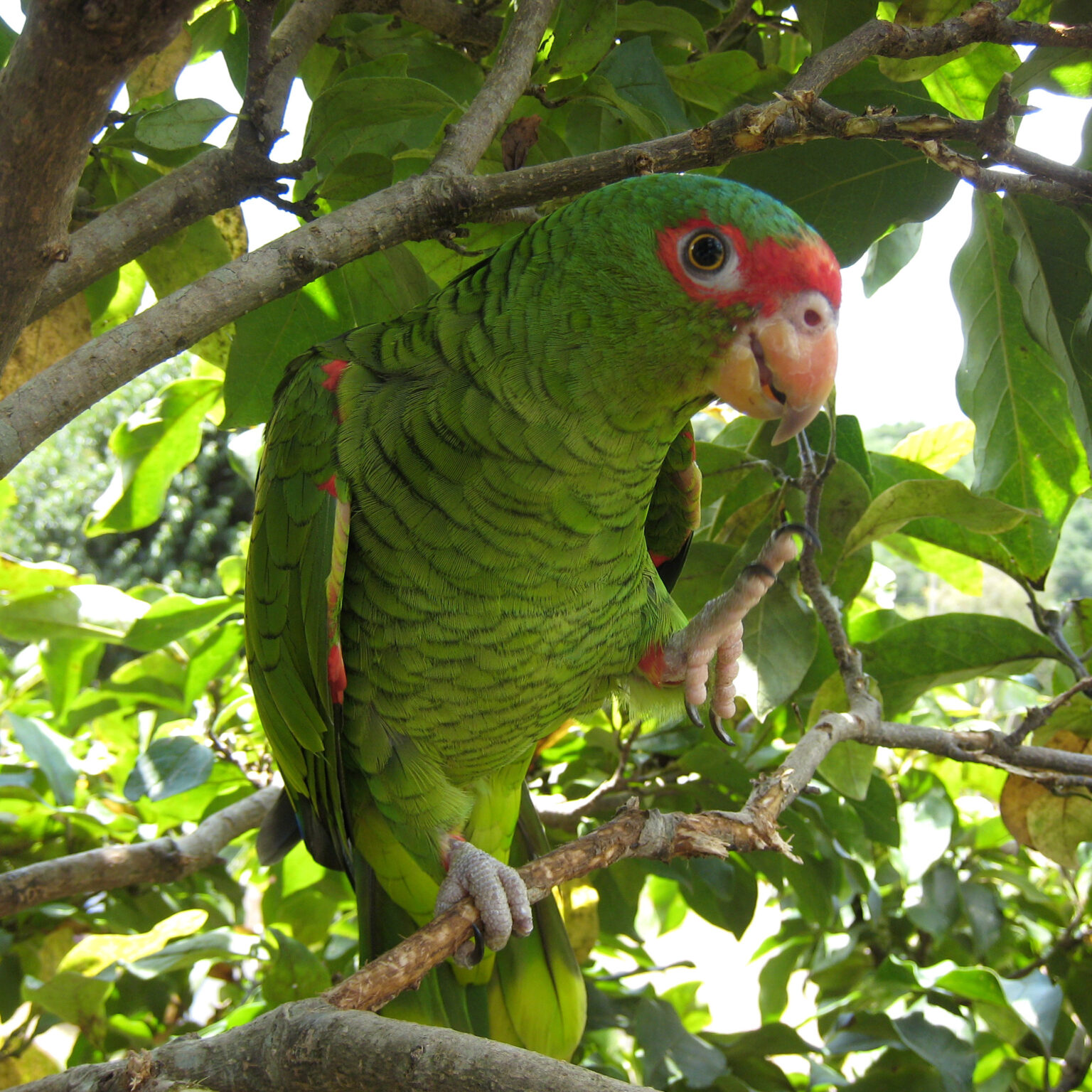 Amazona – Encyclopedia of Parrots