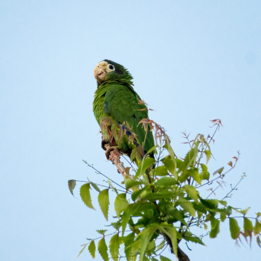 Amazona – Encyclopedia of Parrots
