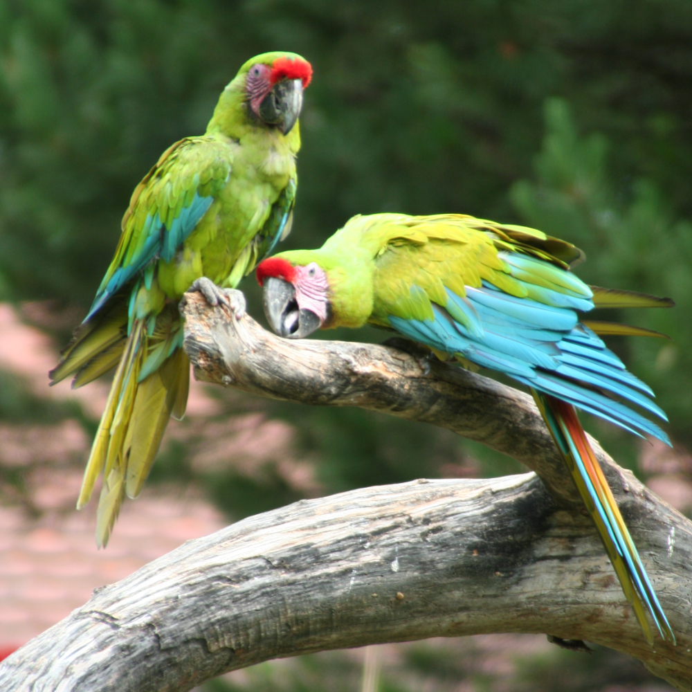 Encyclopedia of Parrots