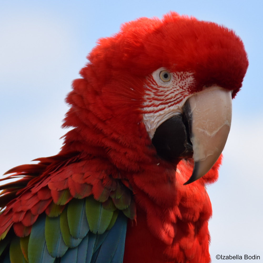 Ara – Encyclopedia of Parrots