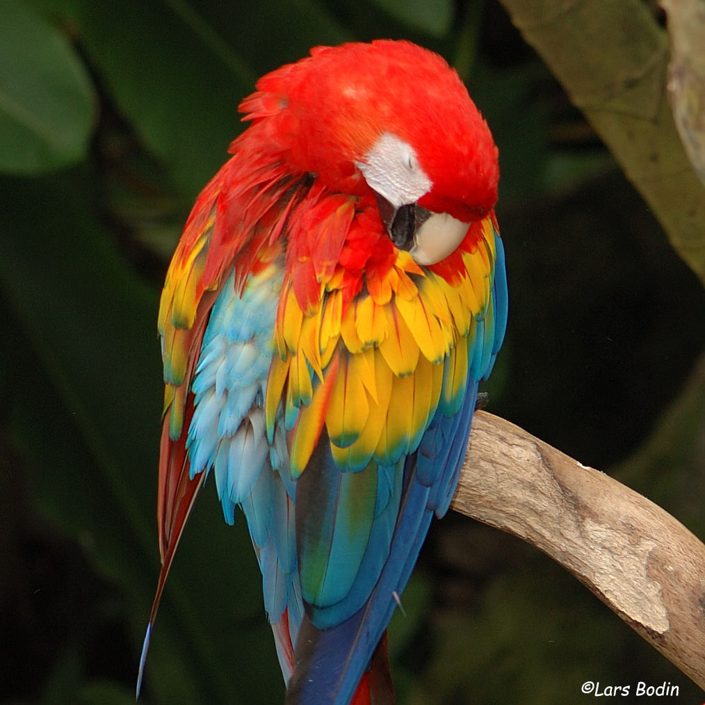 Encyclopedia of Parrots