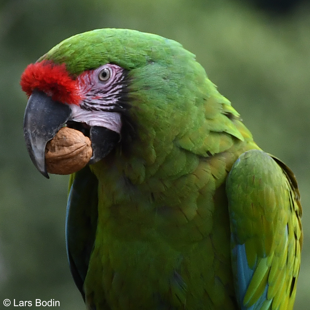 Ara – Encyclopedia of Parrots